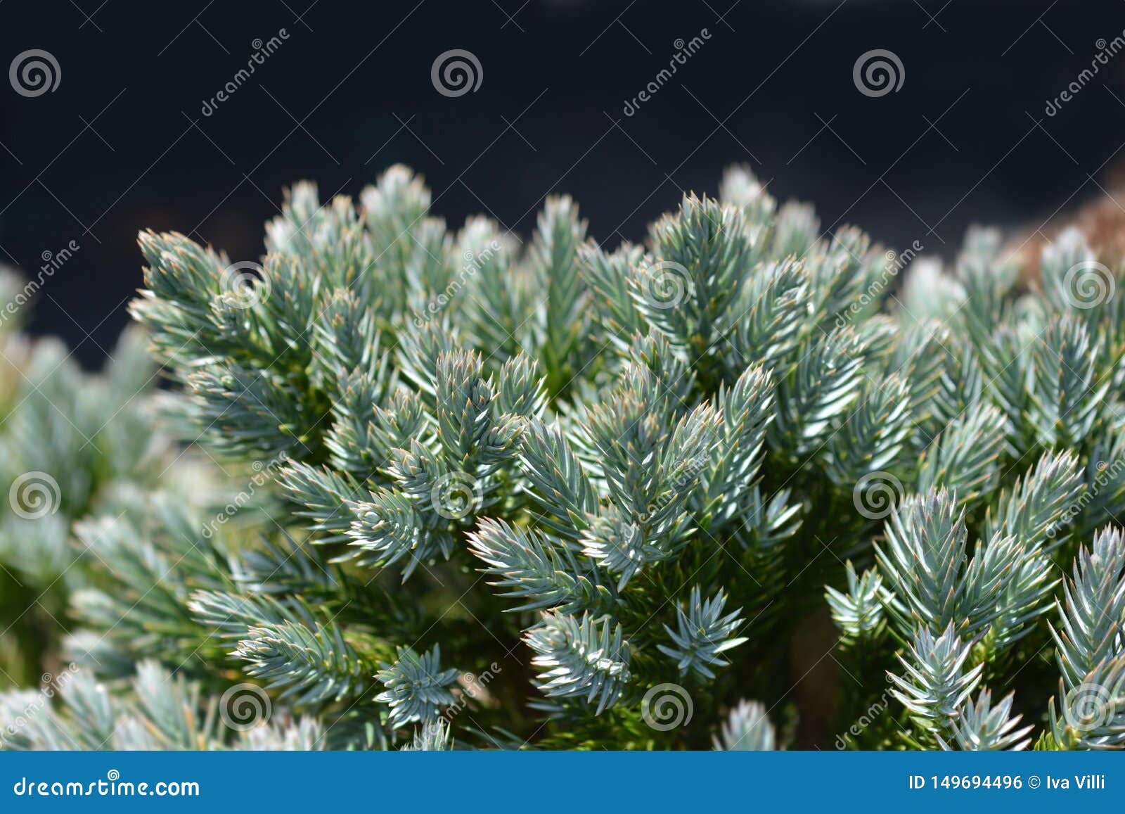 Flaky Juniper Blue Star stock photo. Image of seed, shrub - 149694496