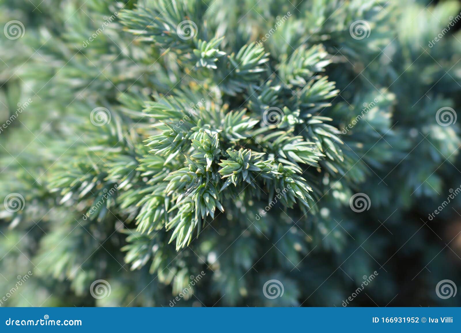 Flaky Juniper Blue Star arkivfoto. Bild av stjärna, flagigt - 166931952