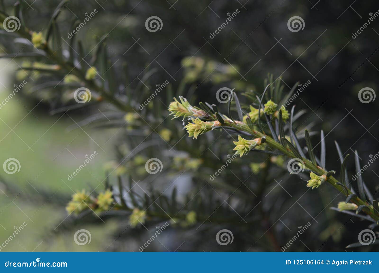 Juniperus squamata Holger stock photo. Image of juniperus - 125106164