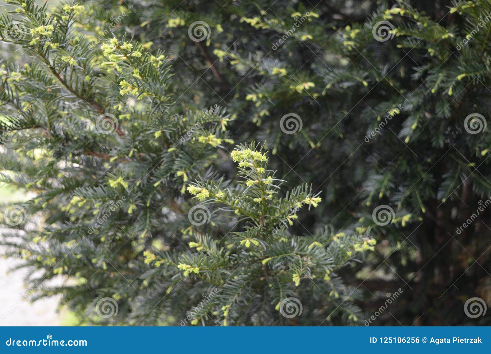 Juniperus squamata Holger stock photo. Image of juniper - 125106256