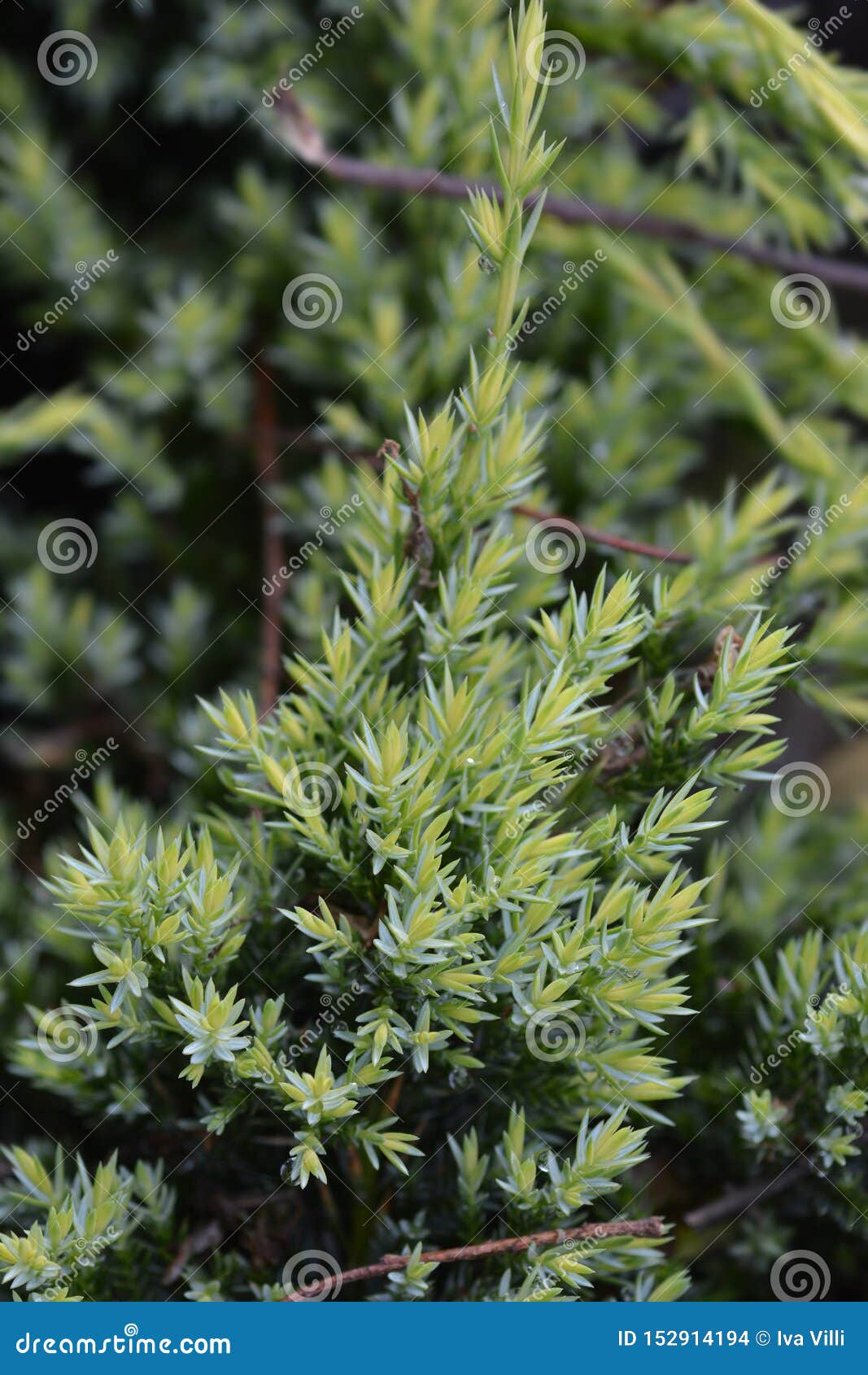 Flaky Juniper Holger stock photo. Image of flaky, juniper - 152914194