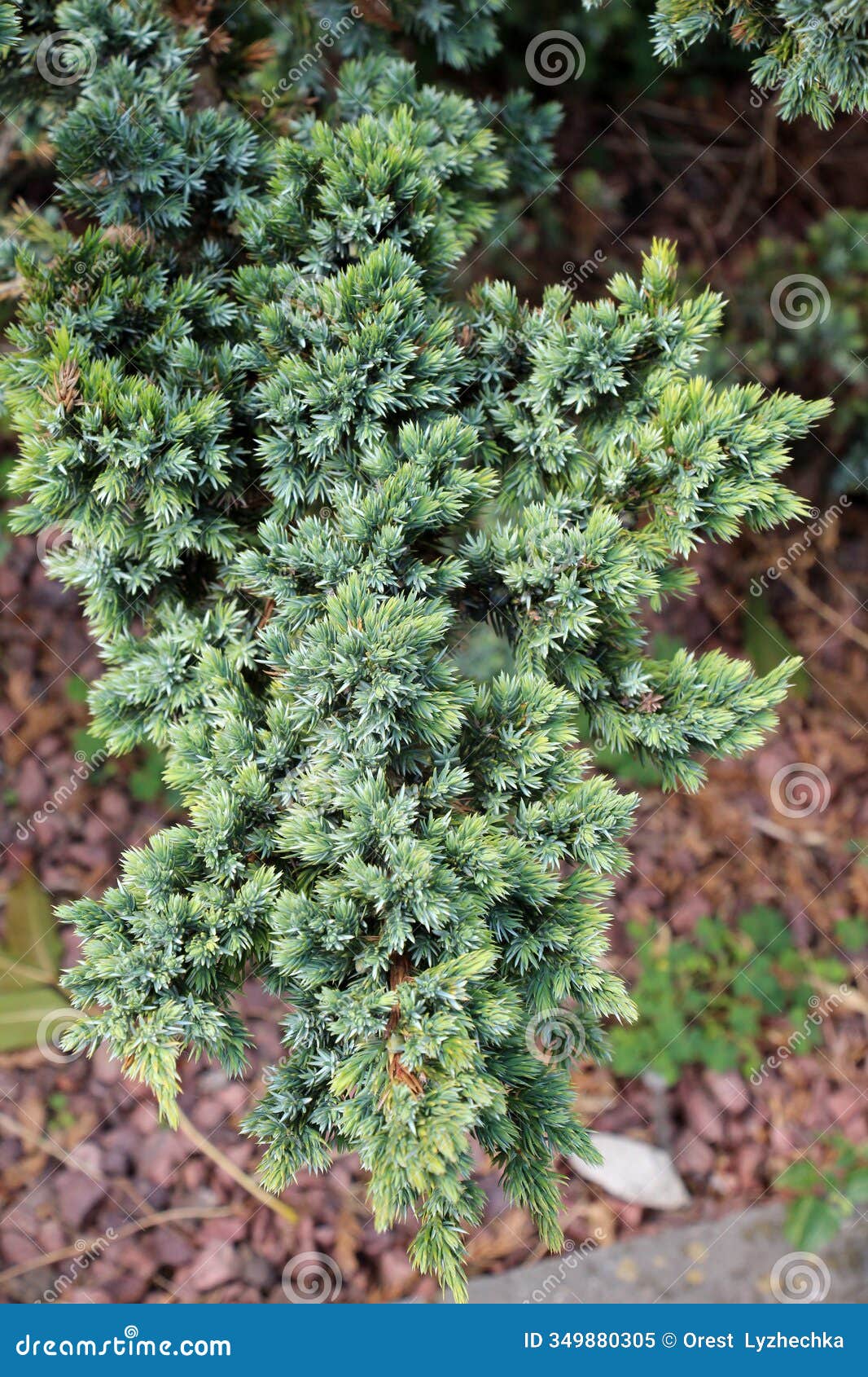 Flaky Juniper (Juniperus Squamata) Grows in Nature in the Park Stock ...