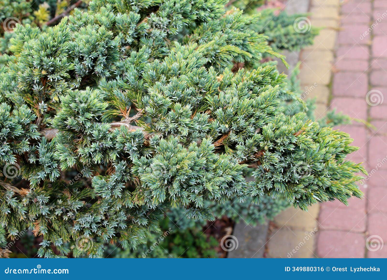 Flaky Juniper (Juniperus Squamata) Grows in Nature in the Park Stock ...