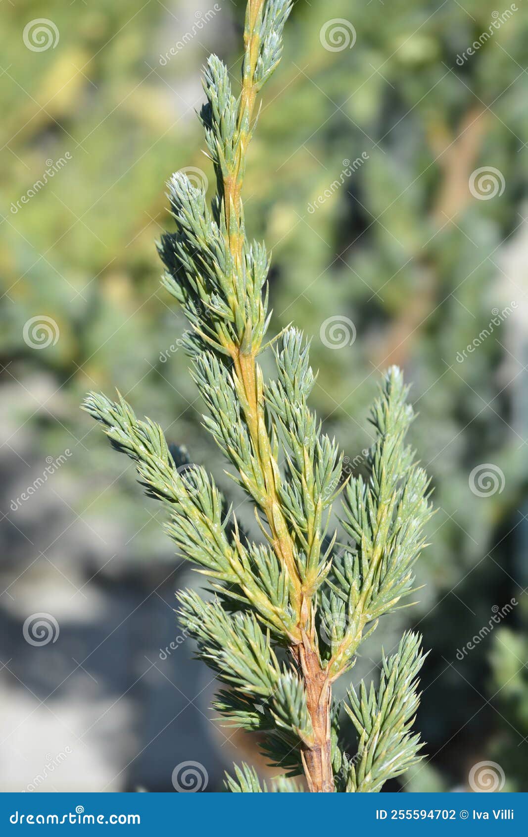 Flaky Juniper Meyeri stock photo. Image of juniper, singleseed - 255594702