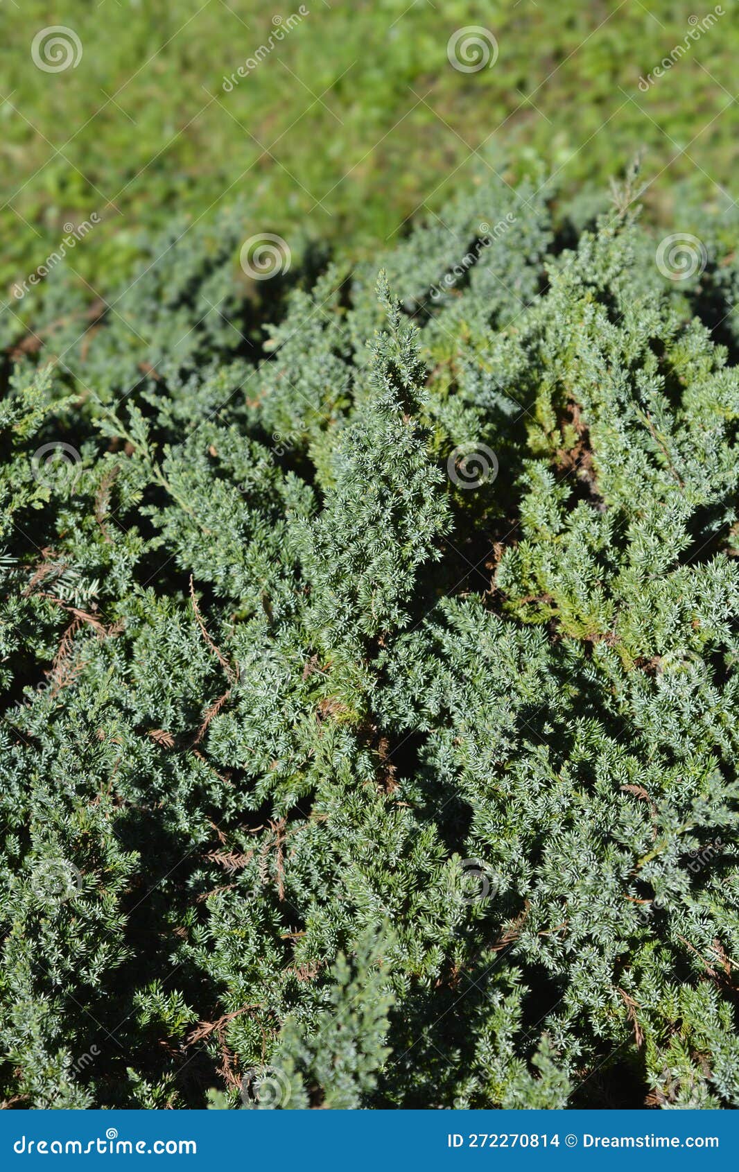 Flaky Juniper Prostrata stock photo. Image of singleseed - 272270814