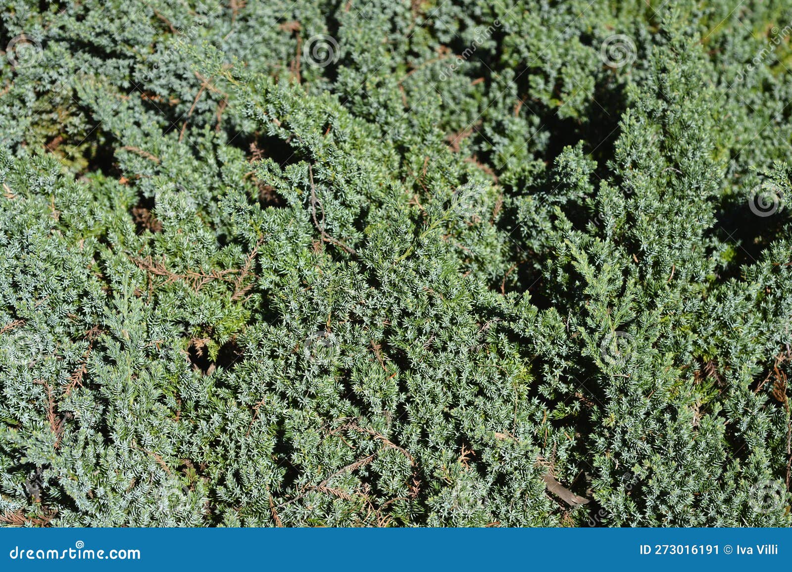 Flaky Juniper Prostrata stock image. Image of leaf, tree - 273016191