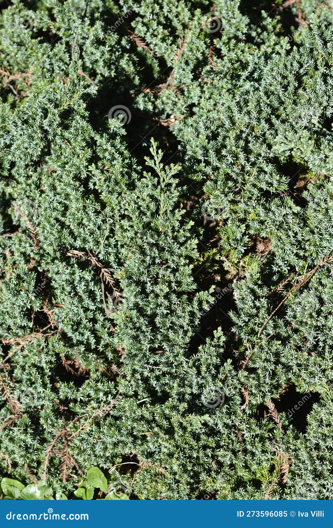 Flaky Juniper Prostrata stock image. Image of leaf, squamata - 273596085