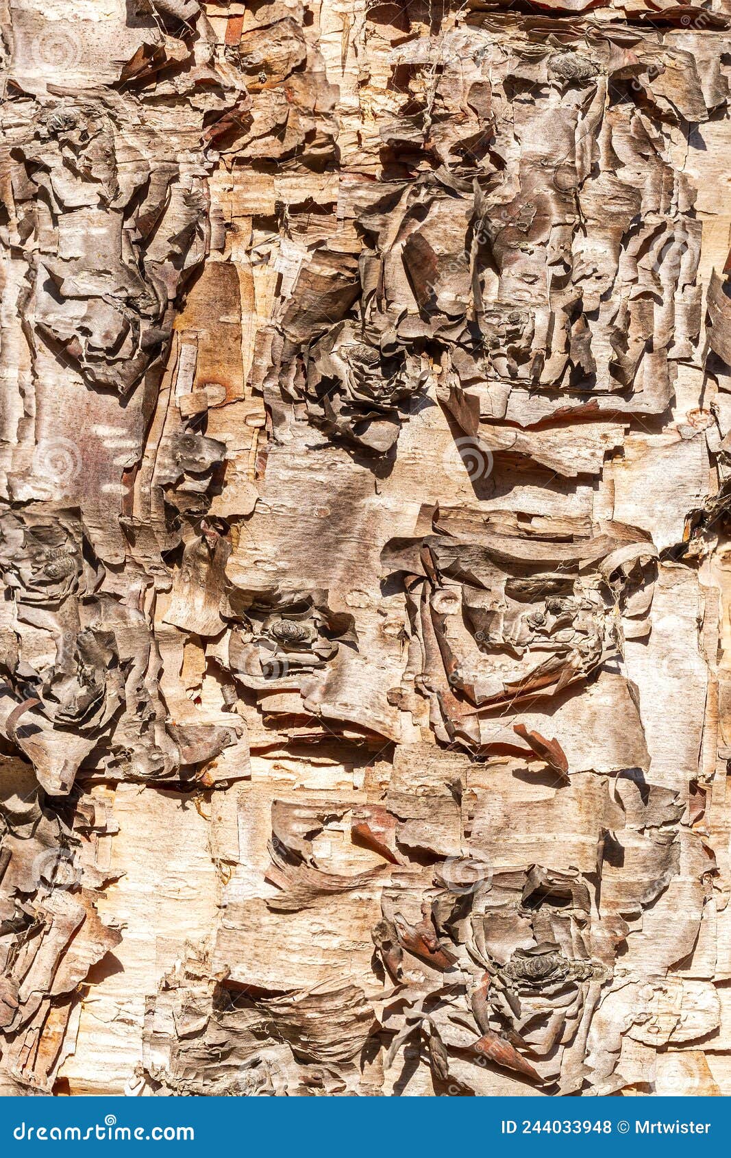 Texture Of Paperbark Tree Royalty-Free Stock Photography ...