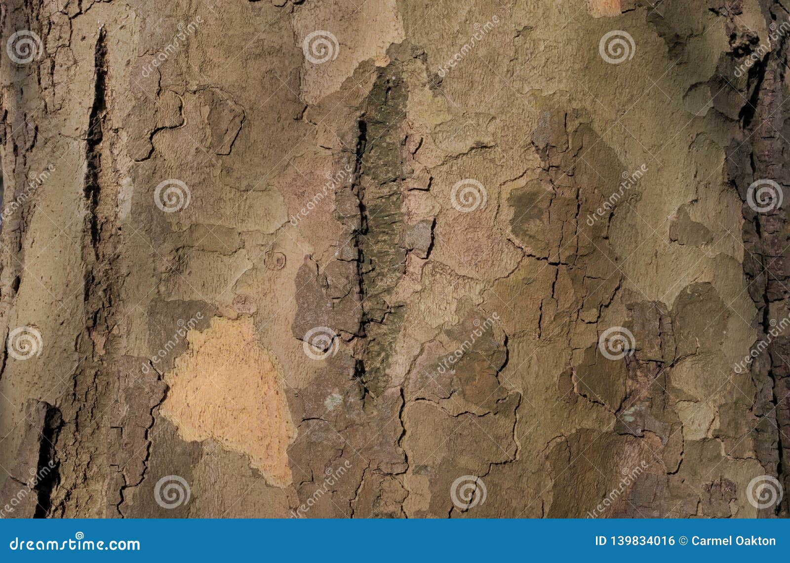 Flaky Tree Trunk stock photo. Image of lighter, shades - 139834016