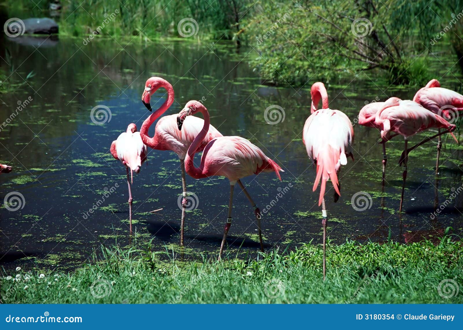 Flamant 1 photo stock. Image du patte, animal, clavette - 3180354