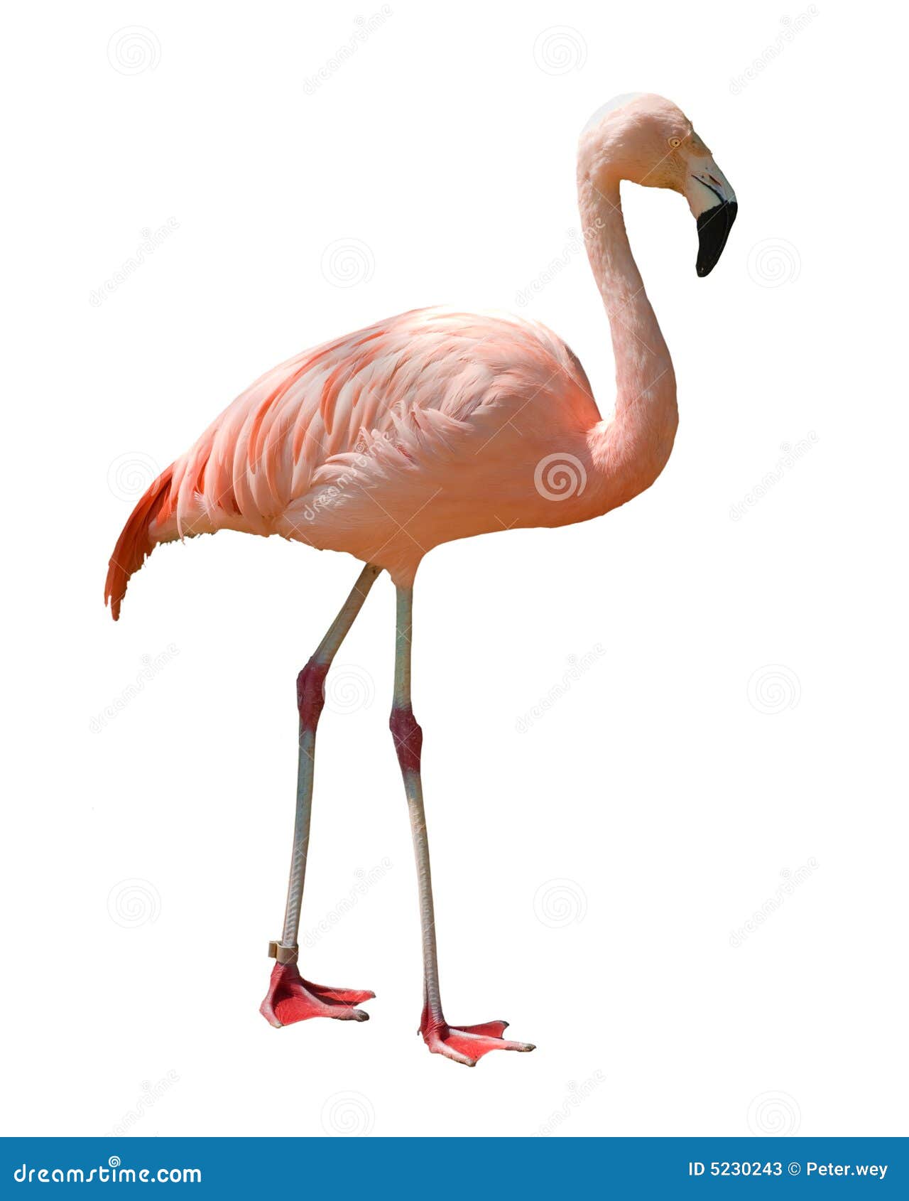 Flamant D'isolement Sur Le Blanc Image stock - Image du africain ...