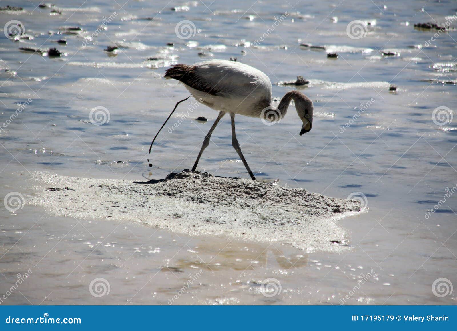 Flamant gris image stock. Image du animaux, alimenter - 17195179
