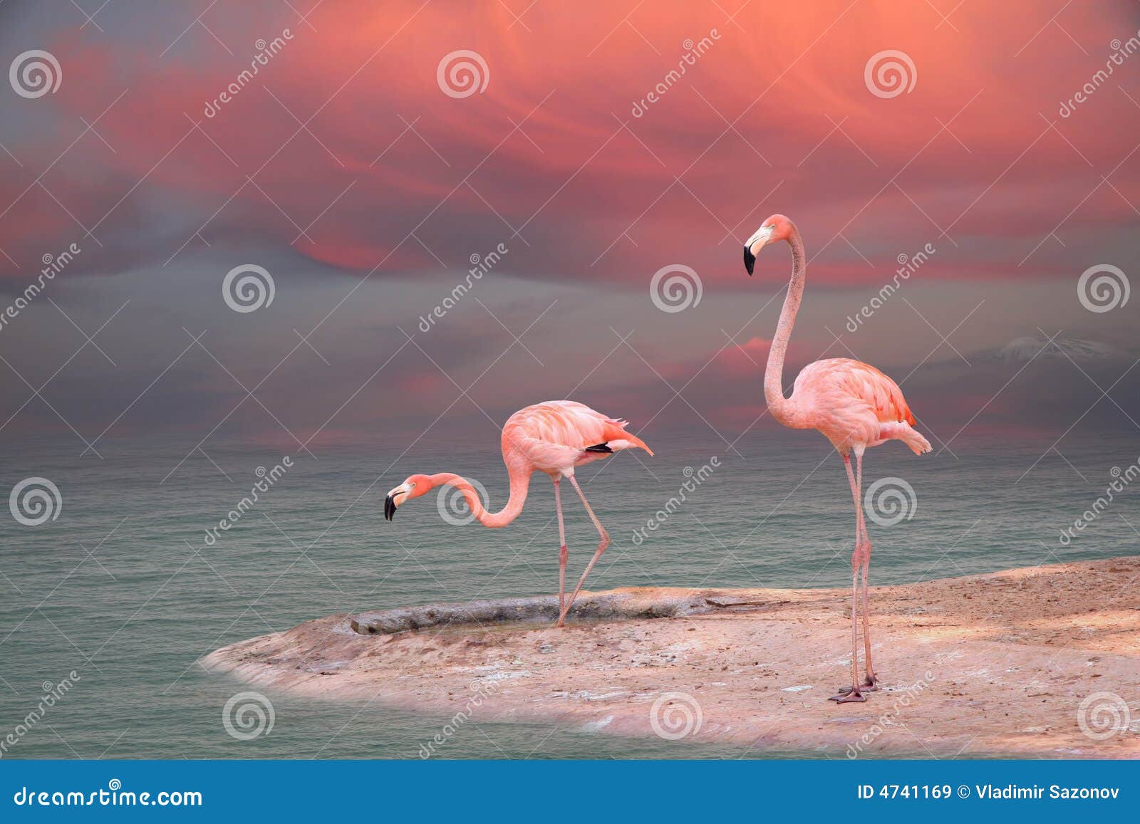 Flamant rose image stock. Image du paisible, nature, rose - 4741169