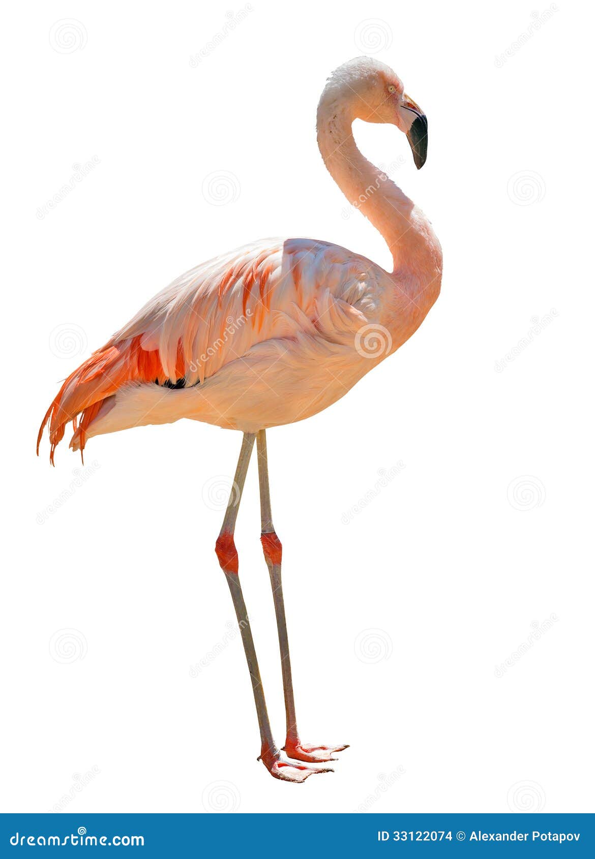 Flamant Rose Simple D'isolement Sur Le Blanc Photo stock - Image du ...