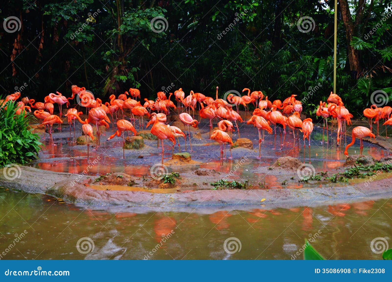 Flamants roses photo stock. Image du faune, patauger - 35086908