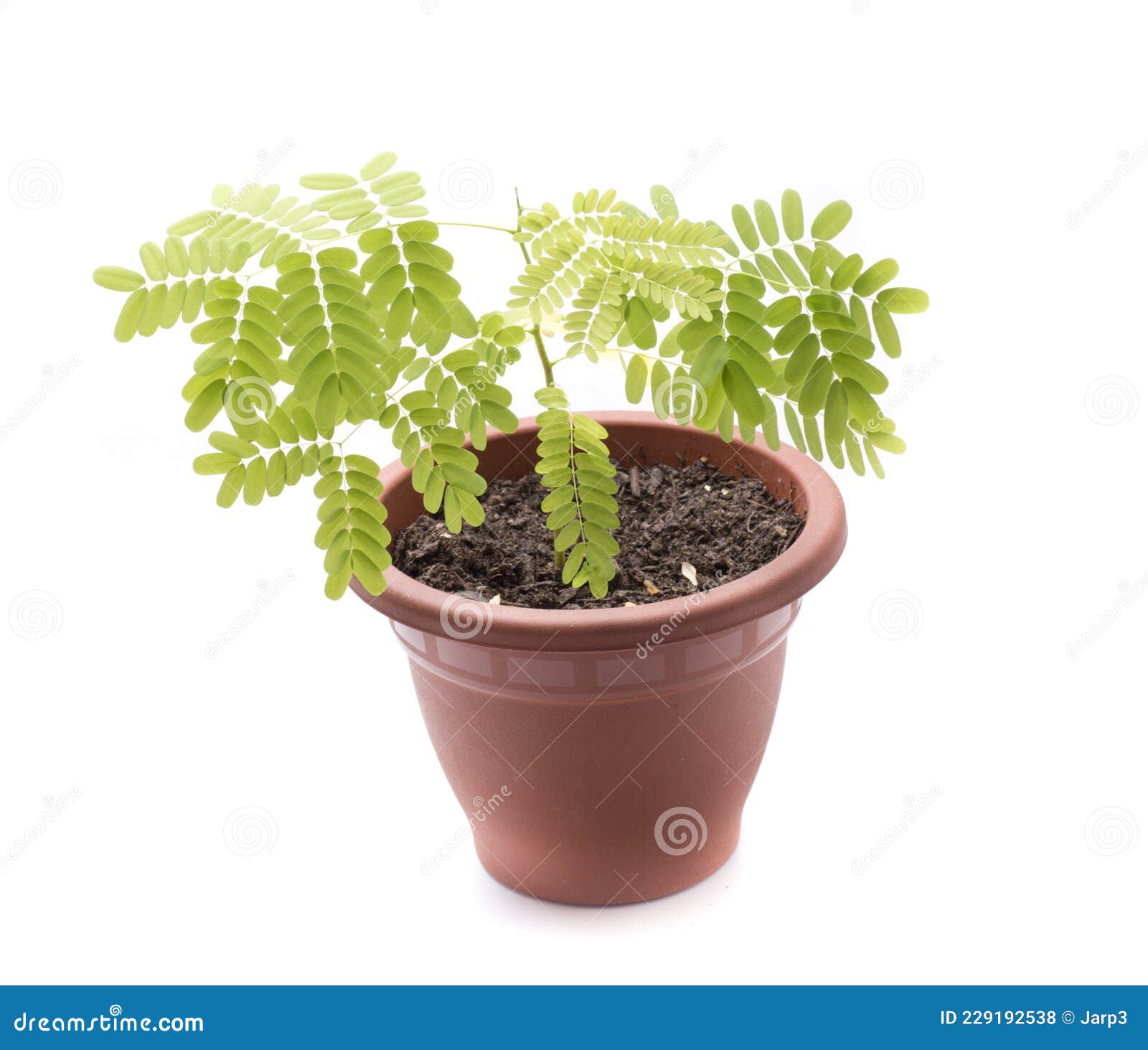 Flamboyan Tree in Small Pot Stock Photo - Image of extinction ...