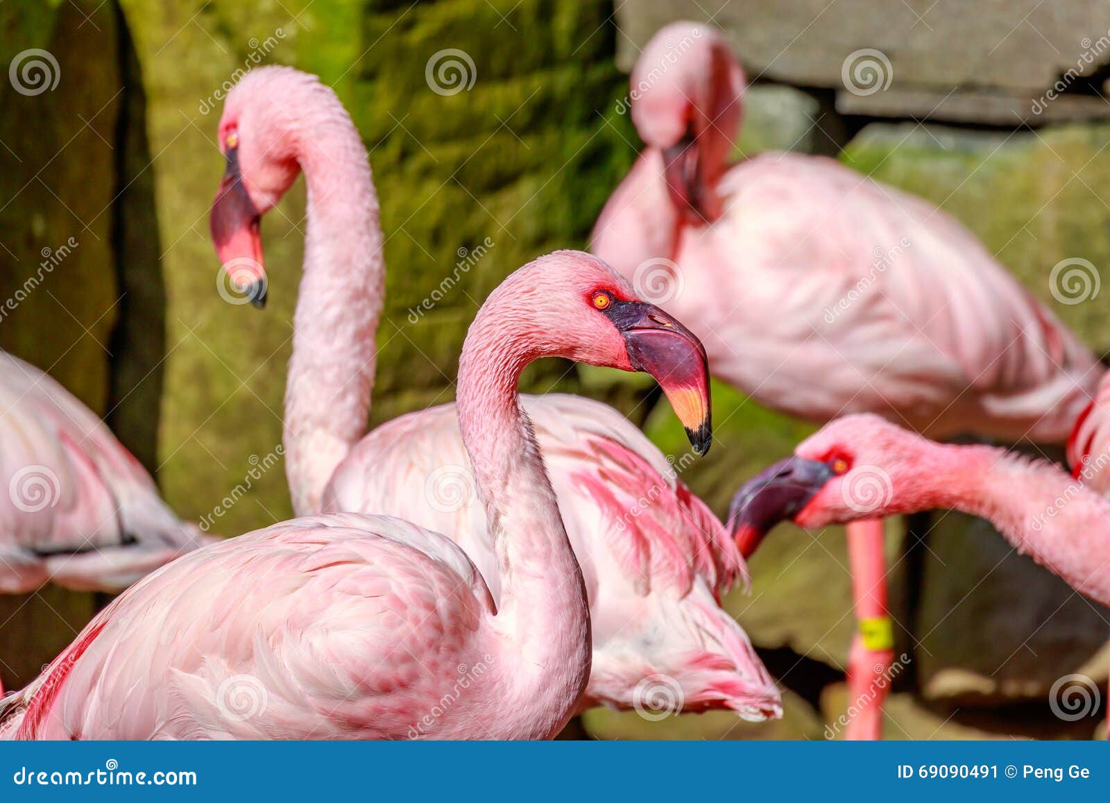 Flamboyance of Flamingos stock image. Image of phoeniconaias - 69090491