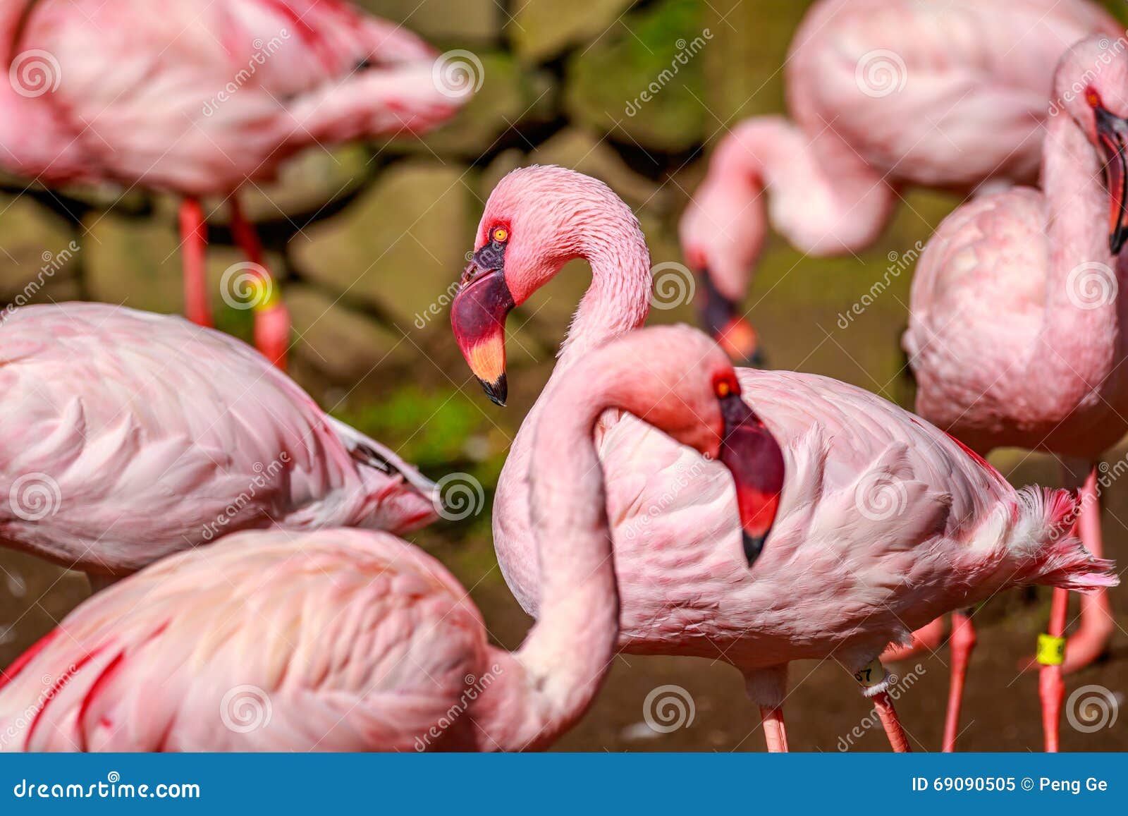 Flamboyance of Flamingos stock image. Image of flamingo - 69090505