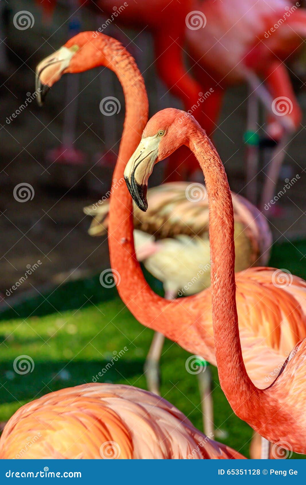 Flamboyance of Flamingos stock photo. Image of vertebrates - 65351128