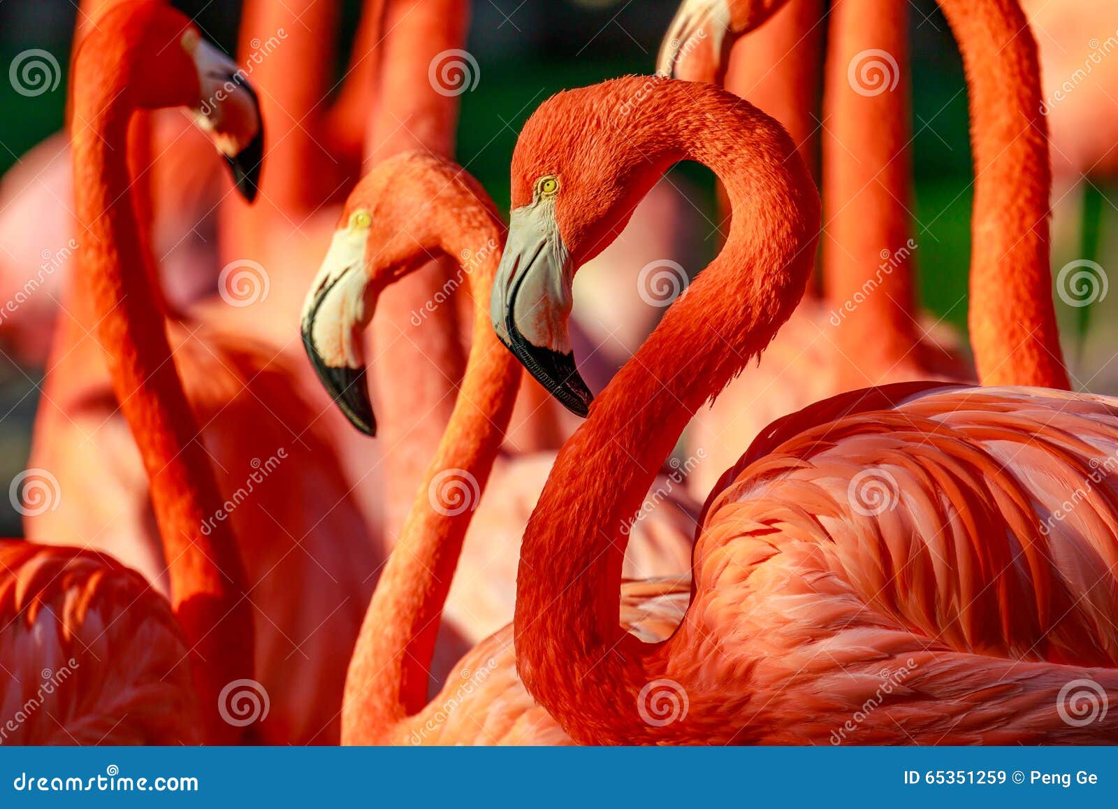 Flamboyance of Flamingos stock image. Image of birds - 65351259