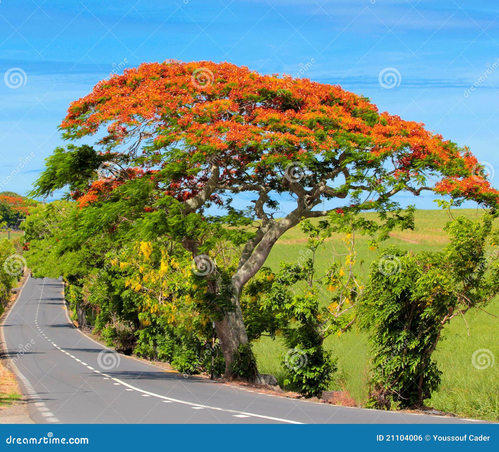 Flamboyant stock photo. Image of flamboyant, bloom, mauritius - 21104006