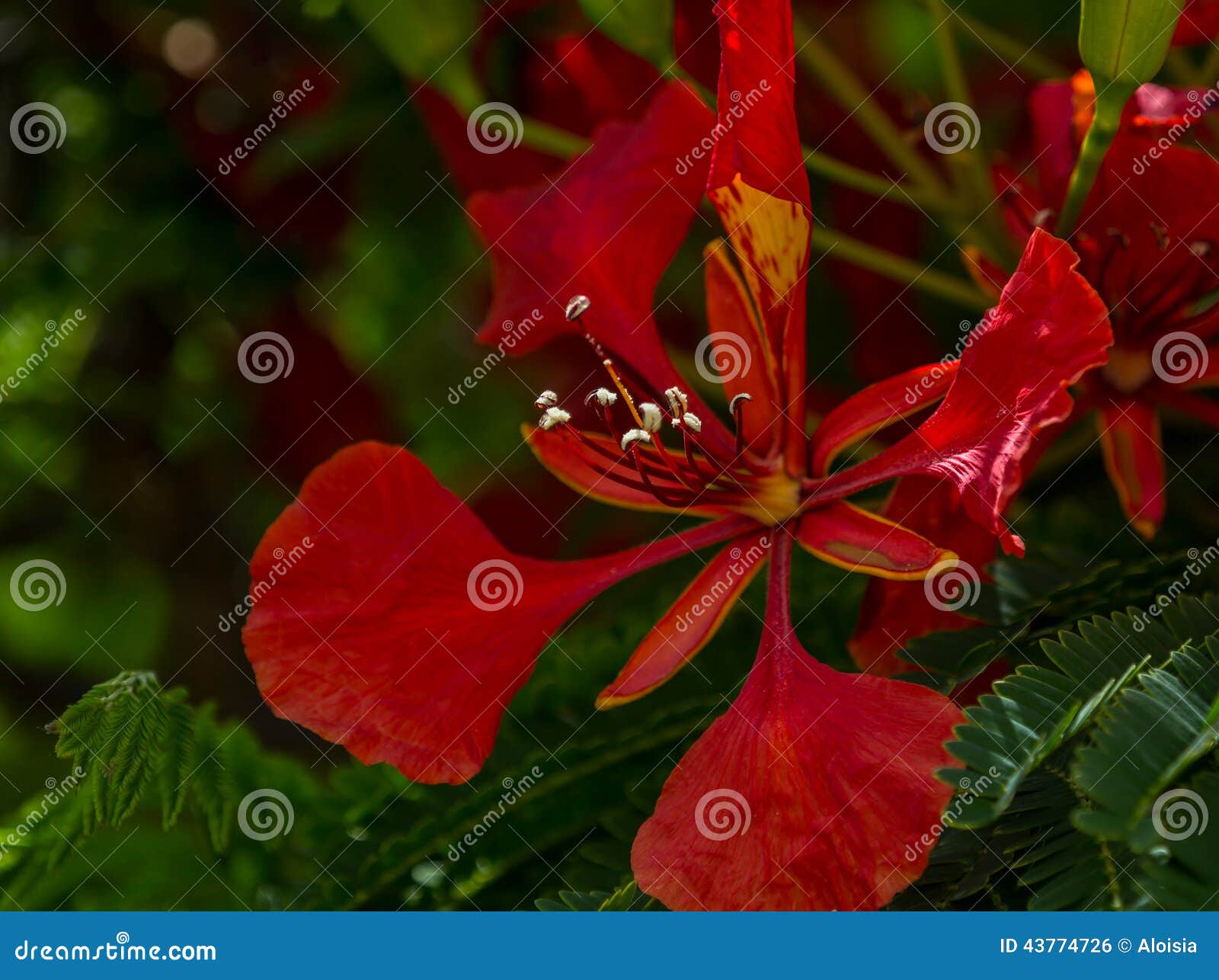 Flamboyant blossom stock photo. Image of blossom, bred - 43774726