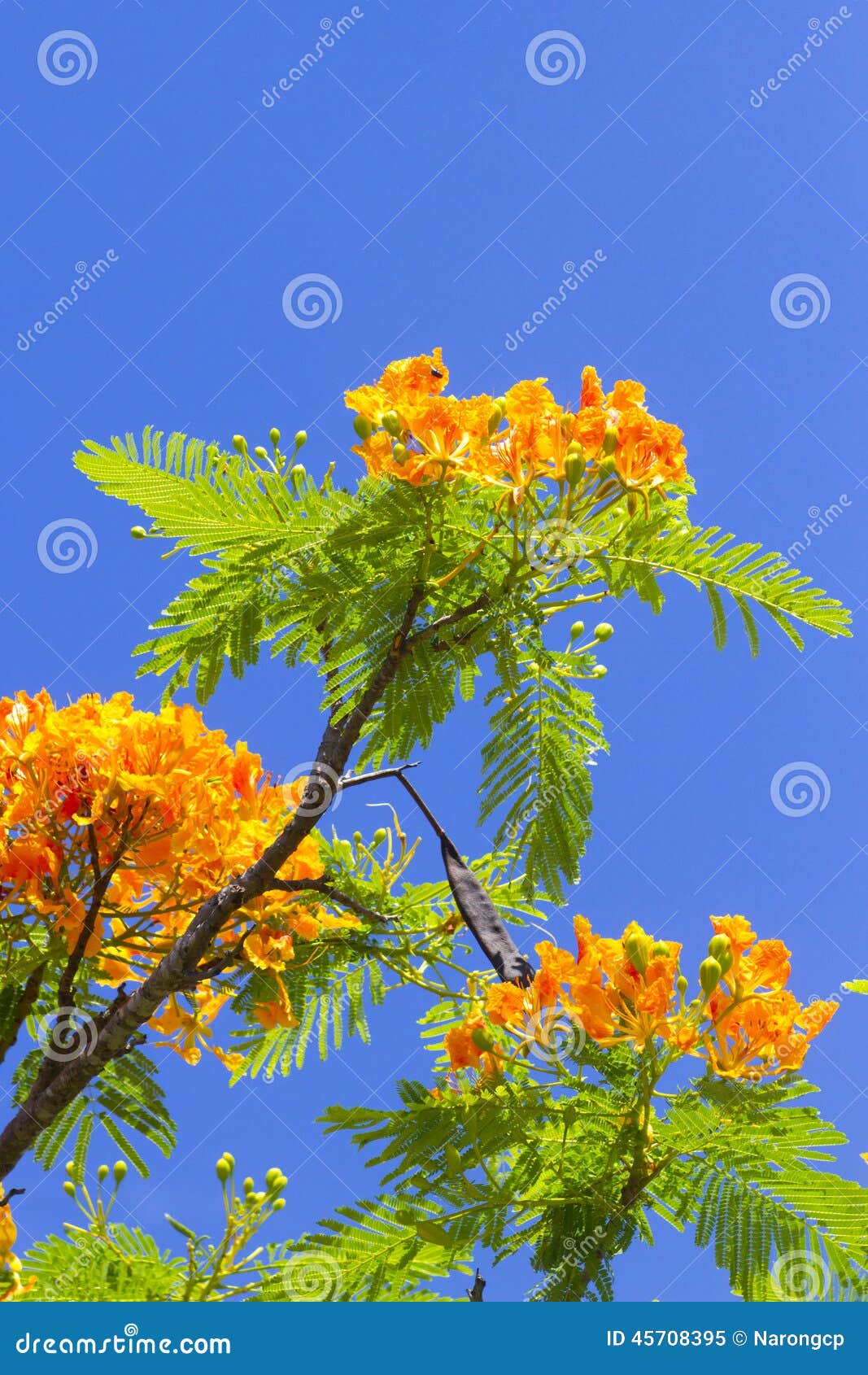 Flamboyant stock image. Image of yellow, tourism, vivid - 45708395