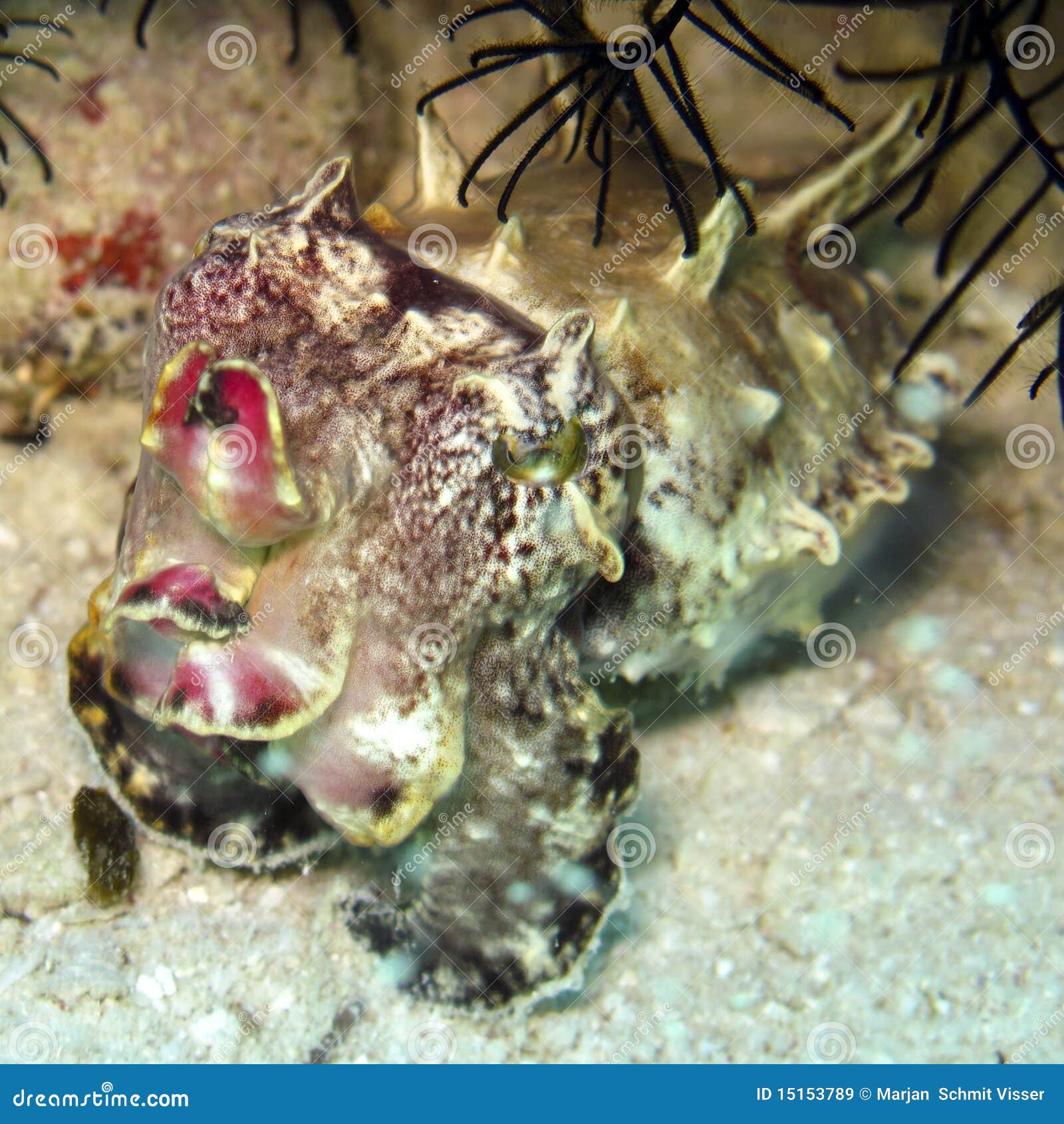 Flamboyant Cuttlefish stock image. Image of purple, color - 15153789