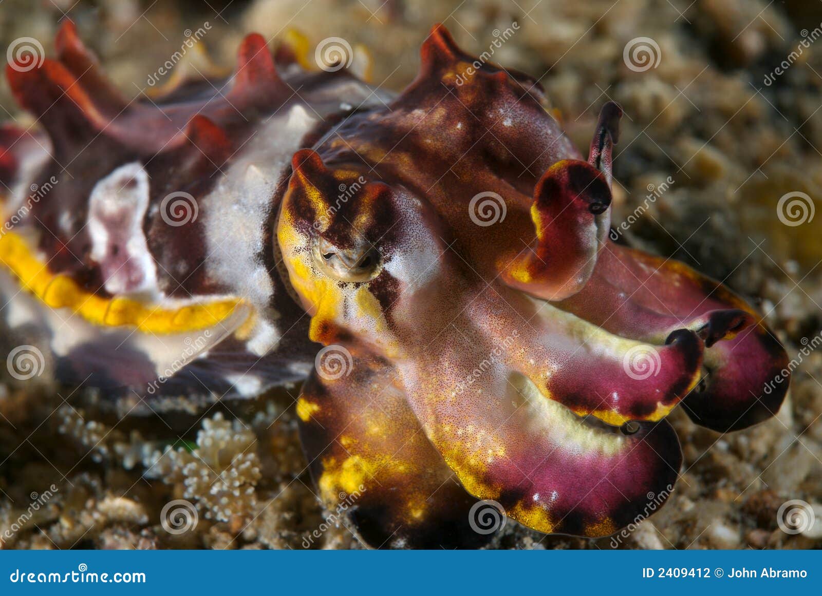 Flamboyant cuttlefish stock photo. Image of nature, natural - 2409412