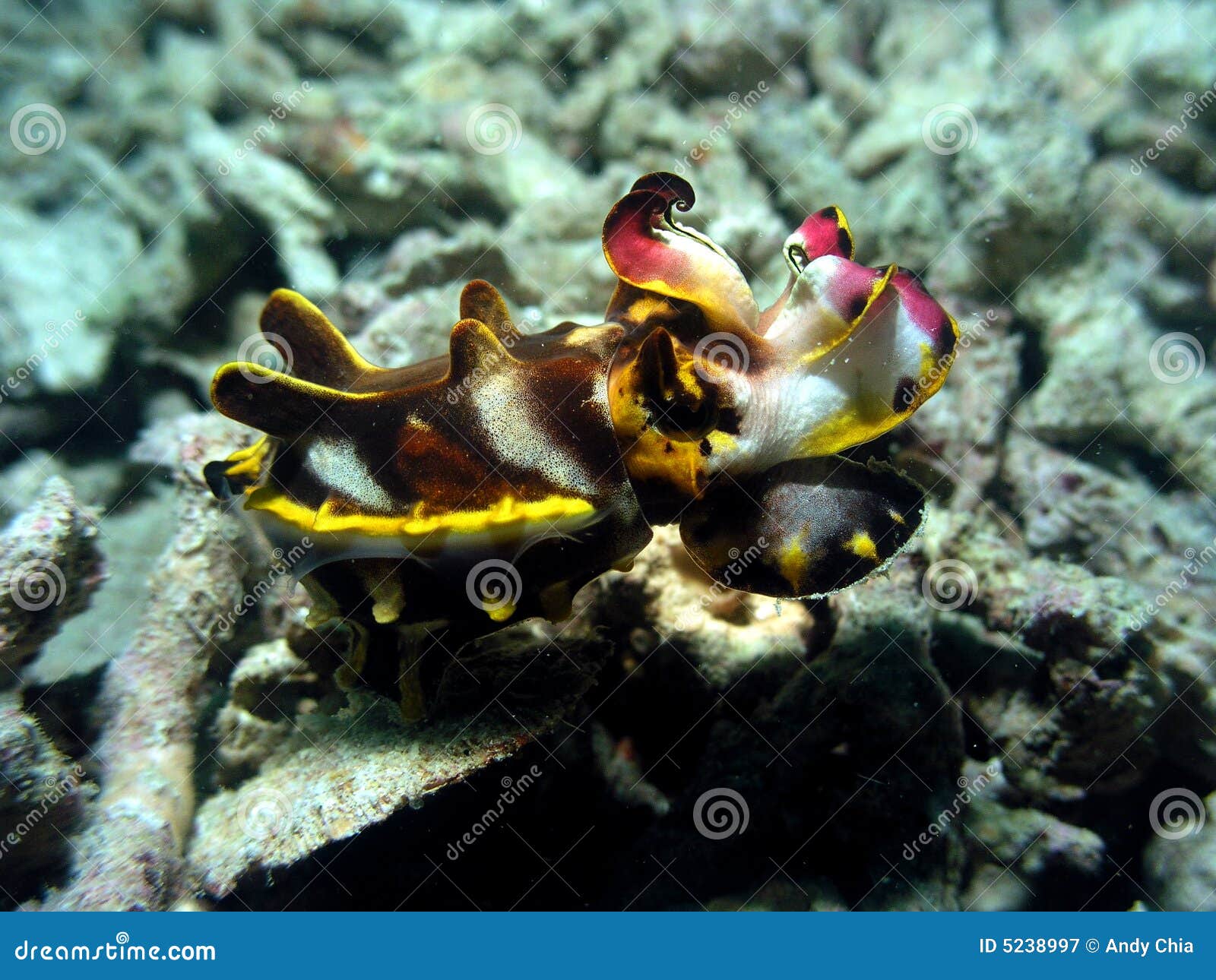 Flamboyant cuttlefish stock image. Image of kapalai, flamboyant - 5238997