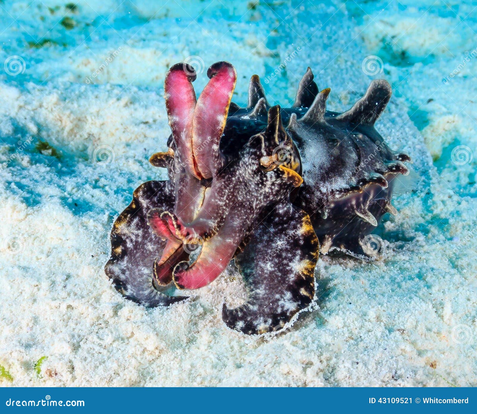 Flamboyant Cuttlefish stock image. Image of life, colorful - 43109521
