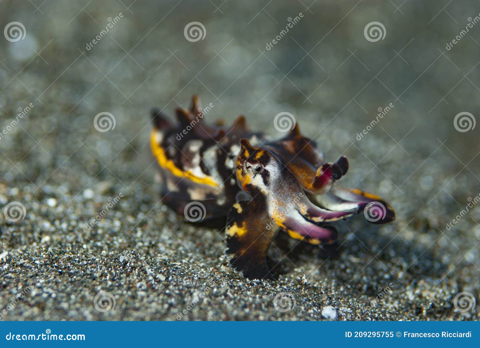 Flamboyant Cuttlefish Metasepia Pfefferi Stock Image - Image of ...