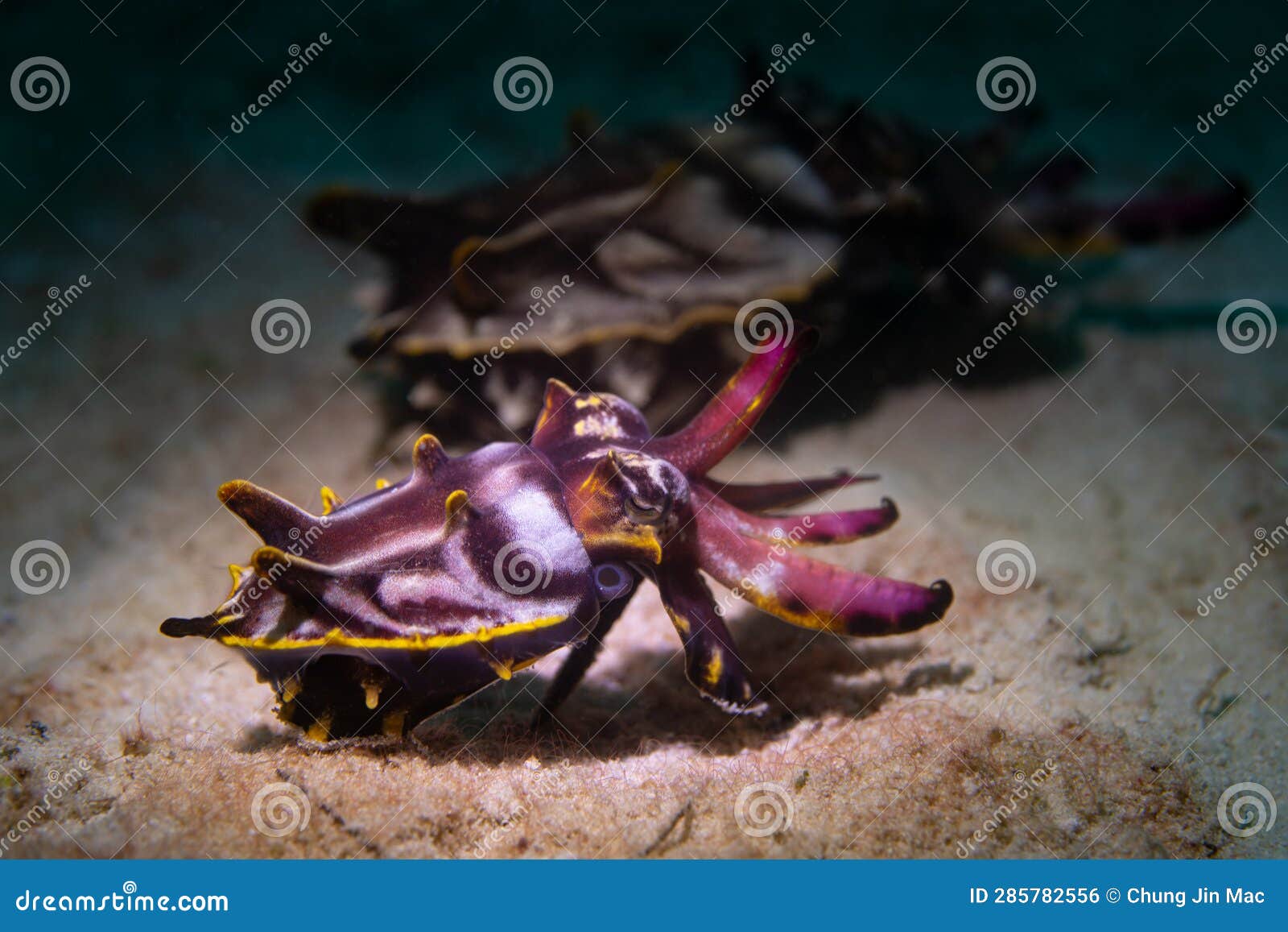 Flamboyant Cuttlefish Metasepia Pfefferi Walking Over The Sand ...
