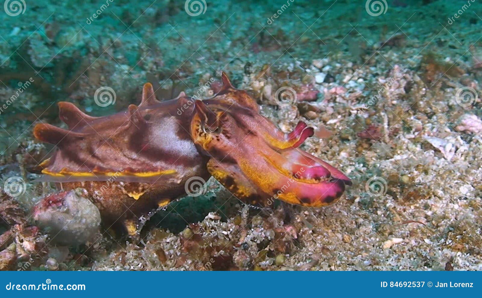 Flamboyant Cuttlefish is Walking on Sandy Bottom Stock Video - Video of ...