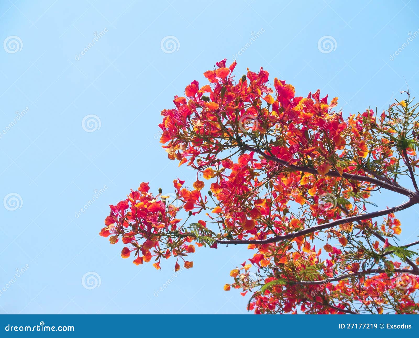 Flamboyant flower stock image. Image of petals, colorful - 27177219