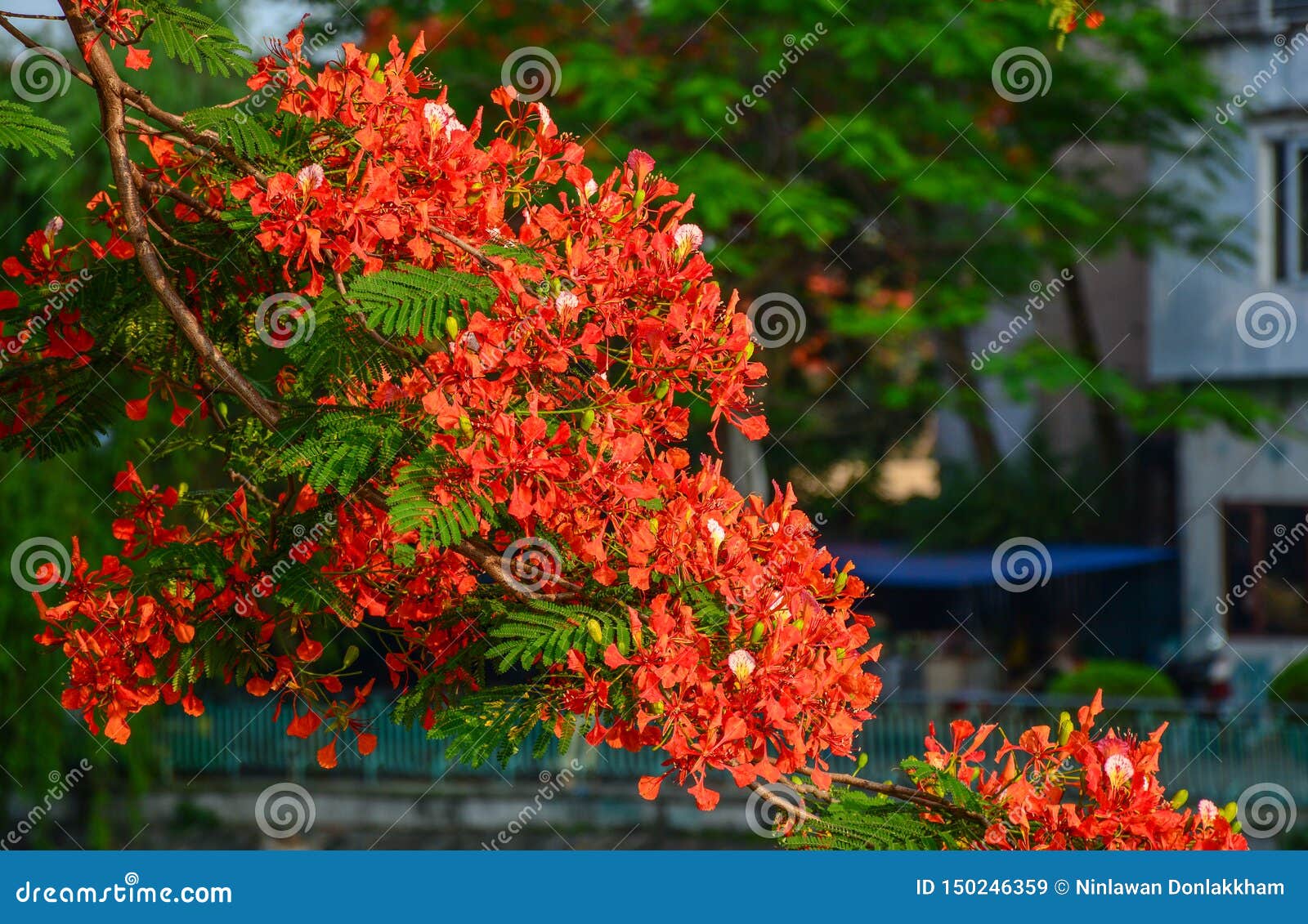 Flamboyant Flowers Blooming on the Tree Stock Image - Image of paradise ...