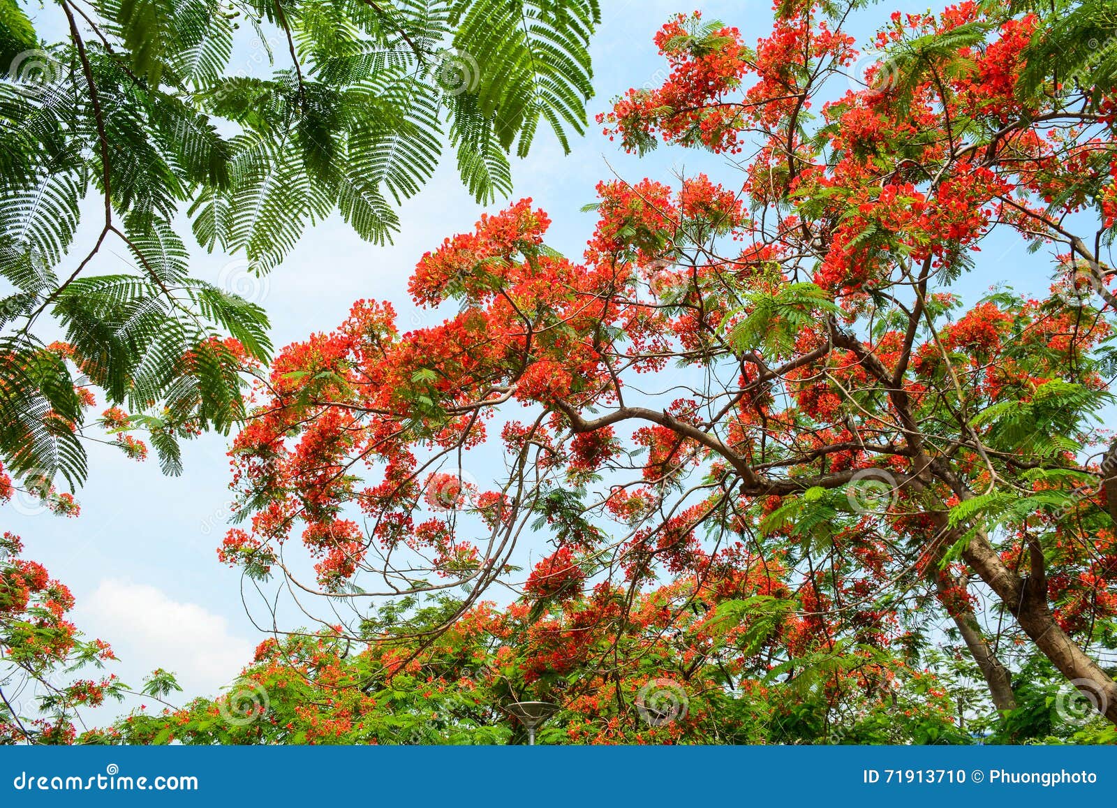 Flamboyant flowers stock photo. Image of people, lake - 71913710