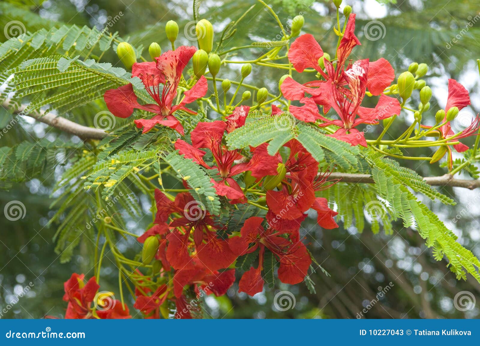 Flamboyant tree stock image. Image of flowers, tree, nature - 10227043
