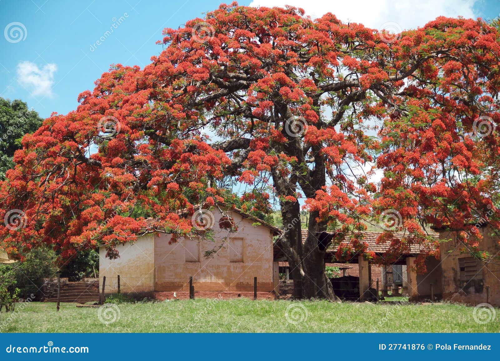 Flamboyant tree stock photo. Image of flame, daylight - 27741876