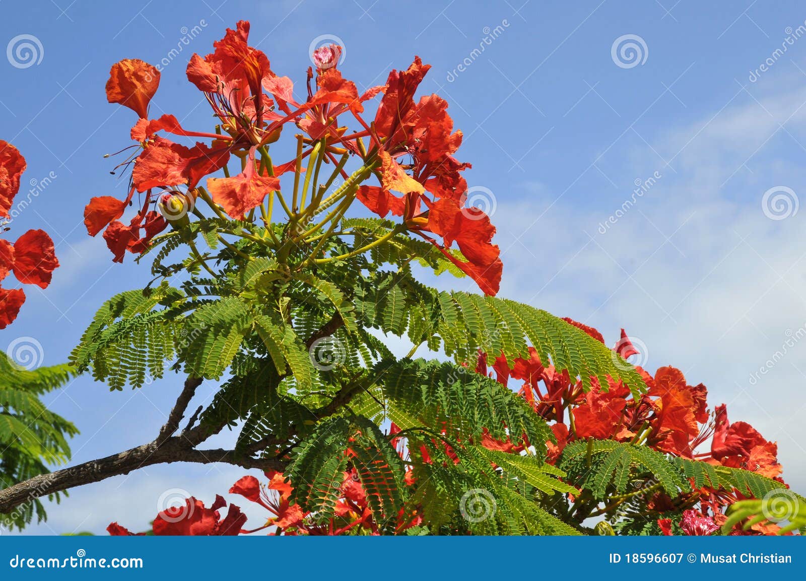 Flamboyant tree blooming stock image. Image of flower - 18596607