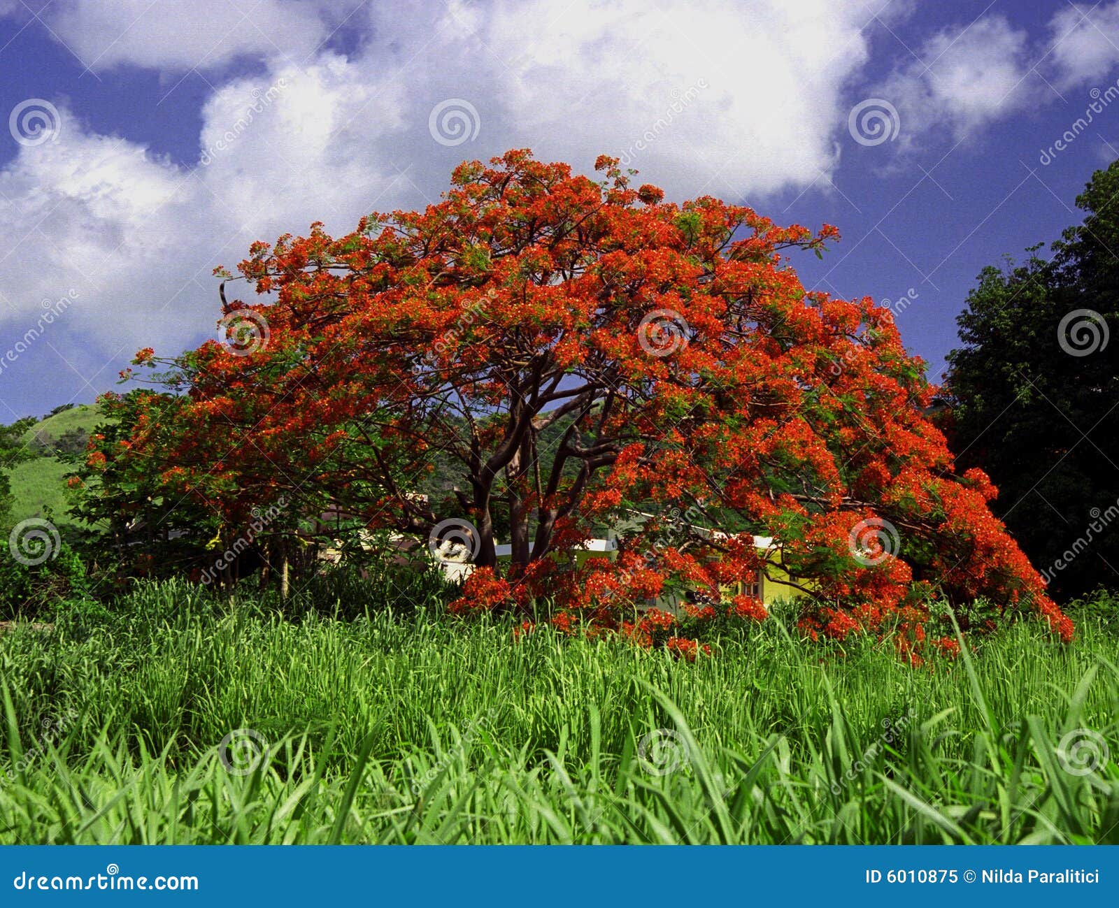 Flamboyant tree för brand fotografering för bildbyråer. Bild av rico ...