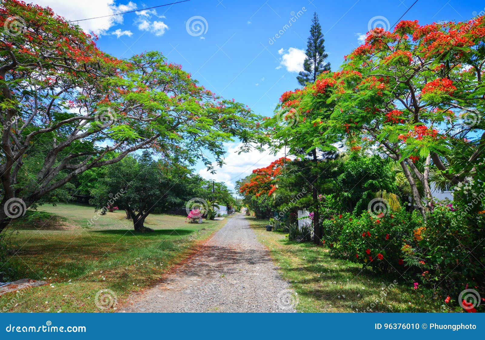 Flamboyant Trees and Flowers in Summer Stock Photo - Image of beauty ...
