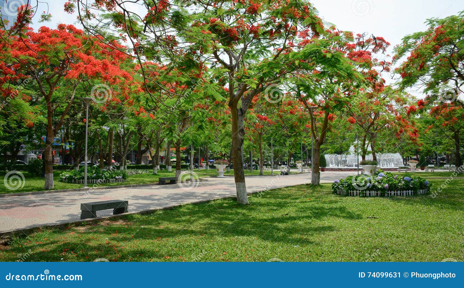 Flamboyant Trees at Hai Phong Park Editorial Photo - Image of field ...