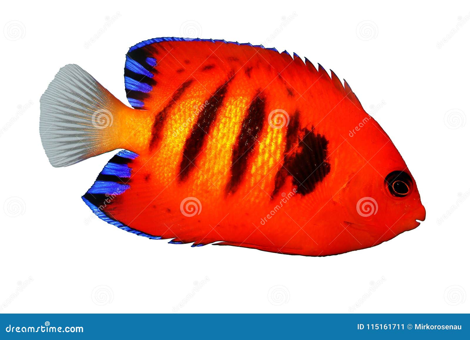 Flame Angelfish Aquarium Marine Fish Centropyge Loriculus Stock Image ...