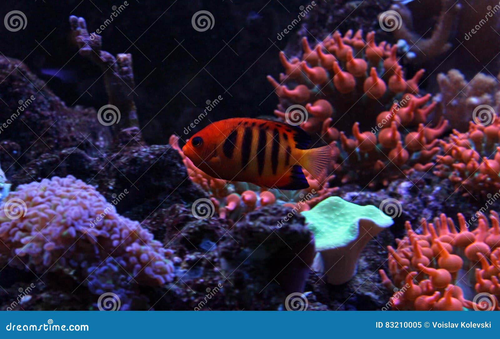 Flame Angelfish stock image. Image of beautiful, multicoloured - 83210005