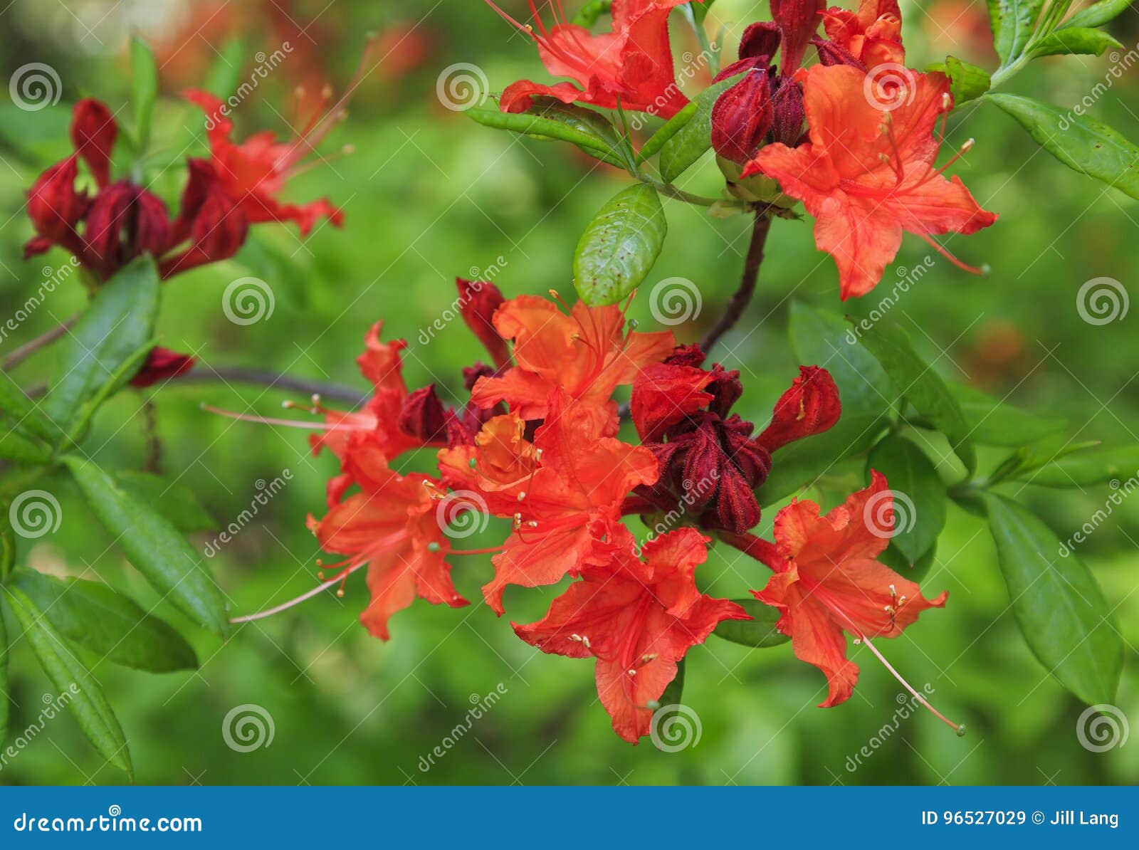 Flame Azaleas in Bloom in the Spring Stock Image - Image of flowering ...