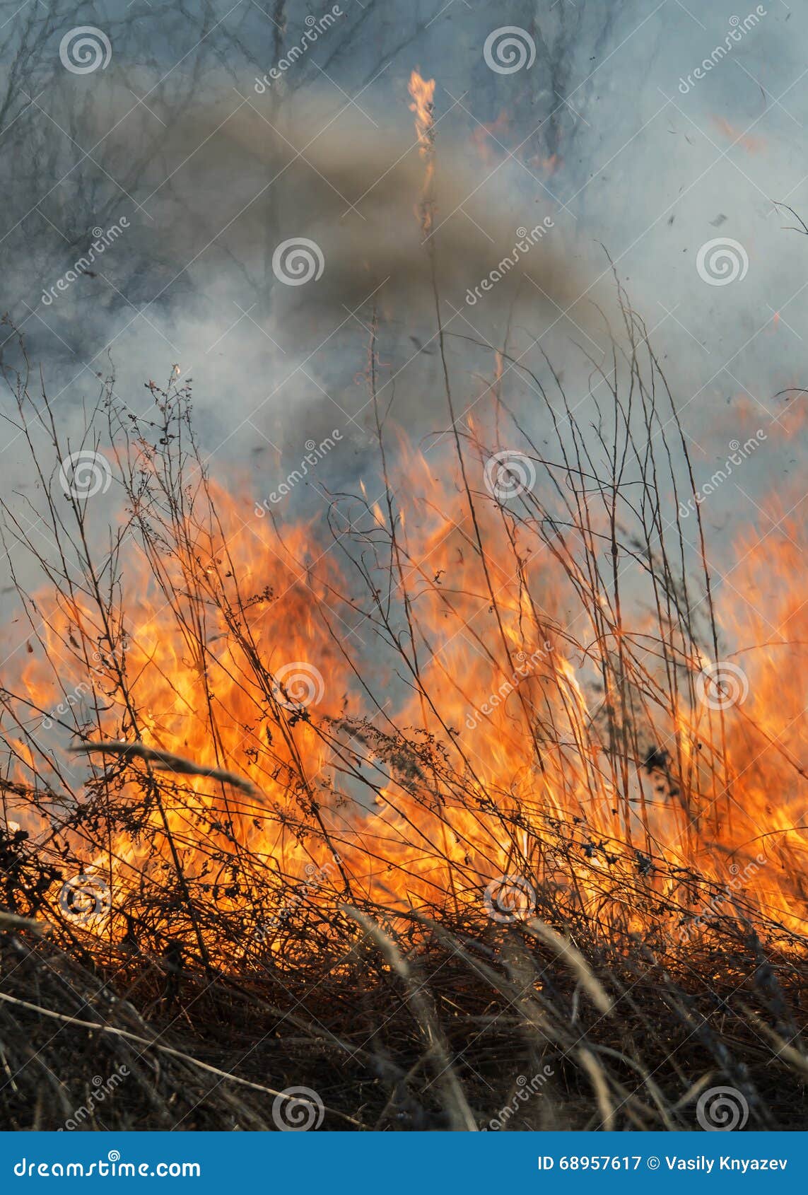 Flame burns dry vegetation stock image. Image of misfortune - 68957617