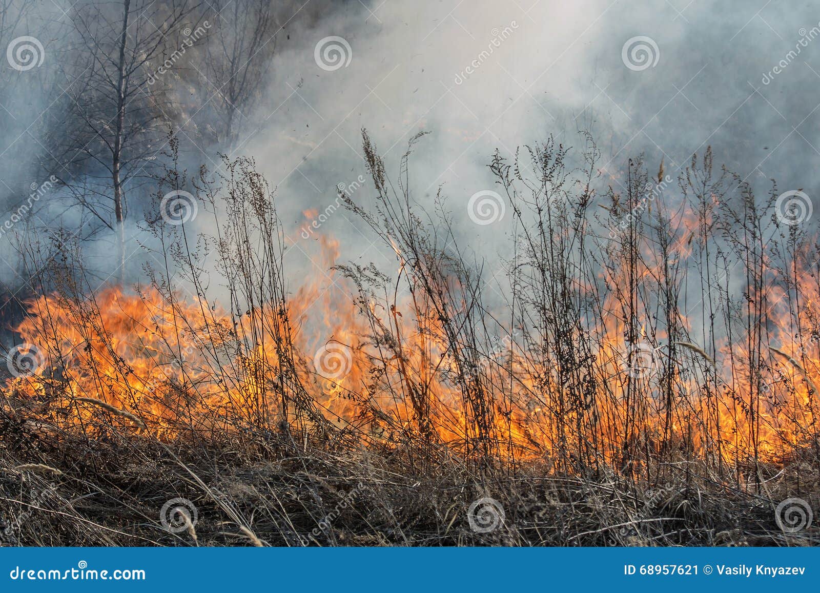 Flame burns dry vegetation stock image. Image of disaster - 68957621