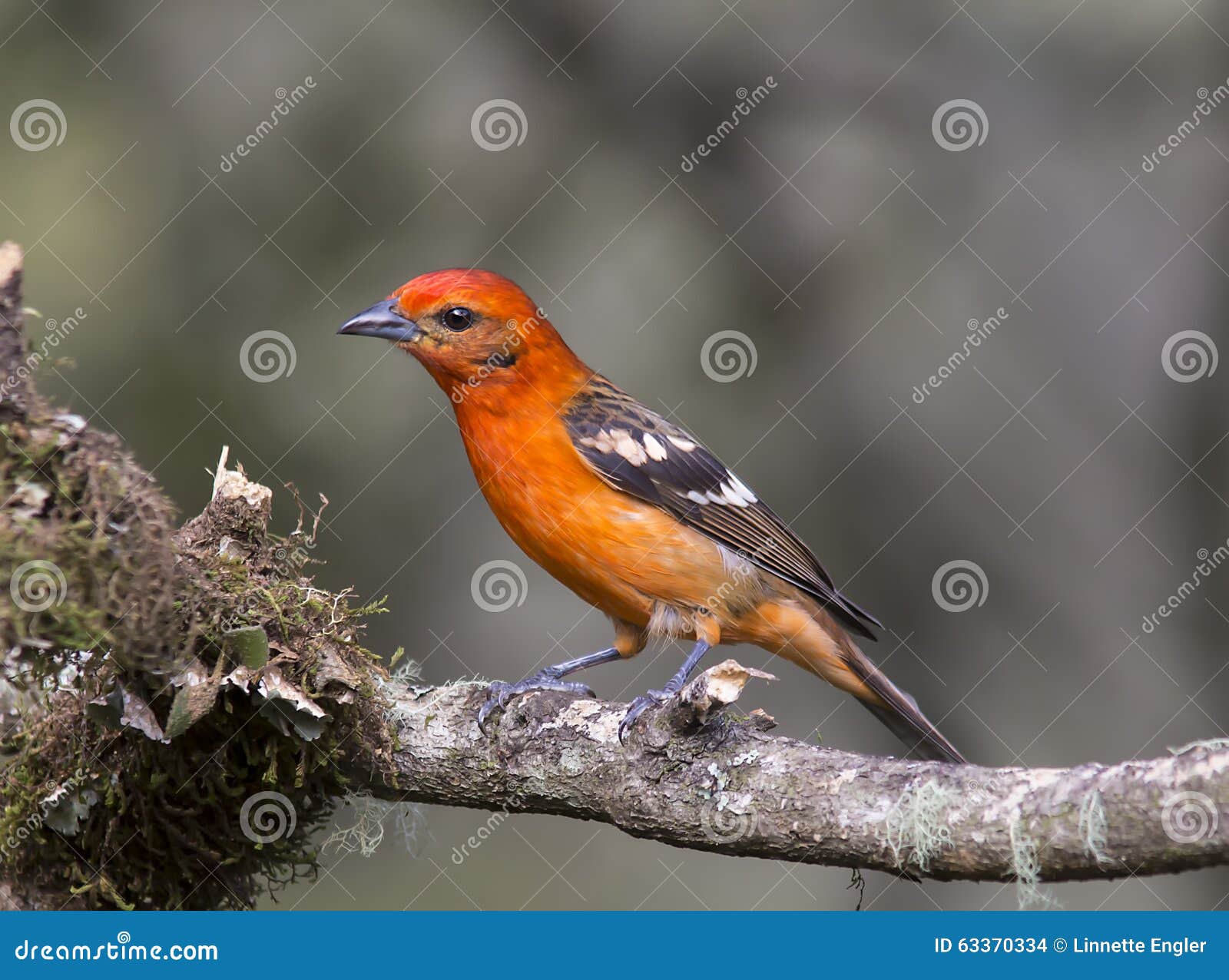 Flame-colored Tanager Male stock photo. Image of colorful - 63370334
