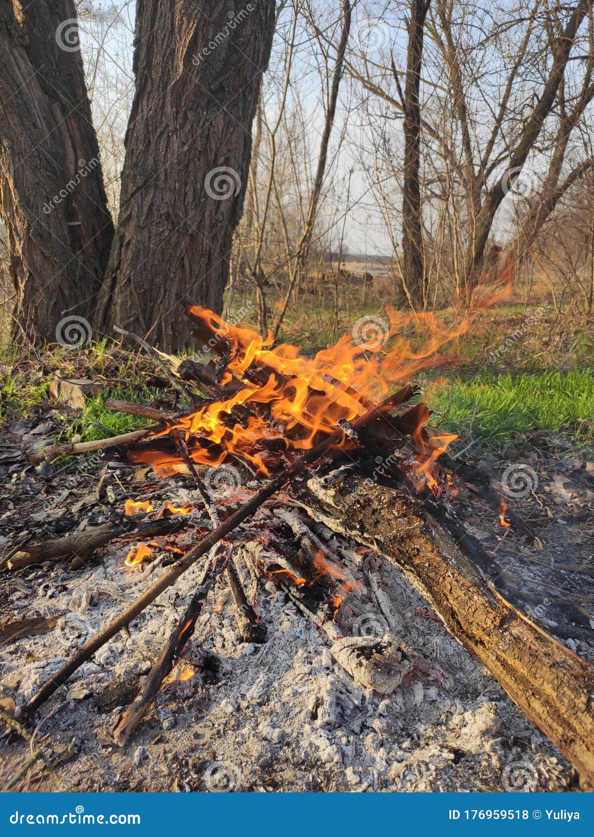 Flame of Fire. Bonfire in the Nature. Bonfire in the Forest Stock Photo ...